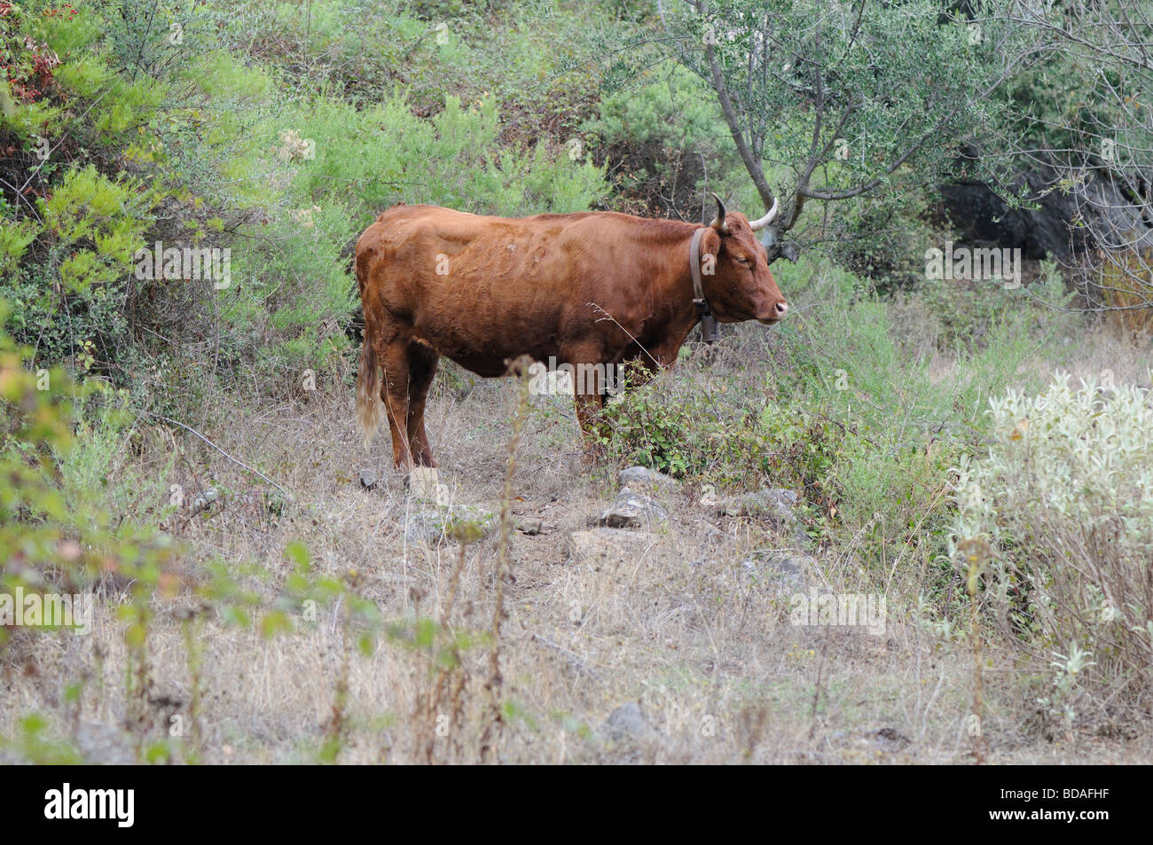 Cow in the forest Stock Photo - Alamy