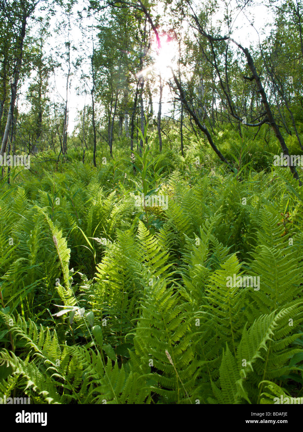Fern plants rago ferns scandinavia norway birch forest europe ferns hi ...