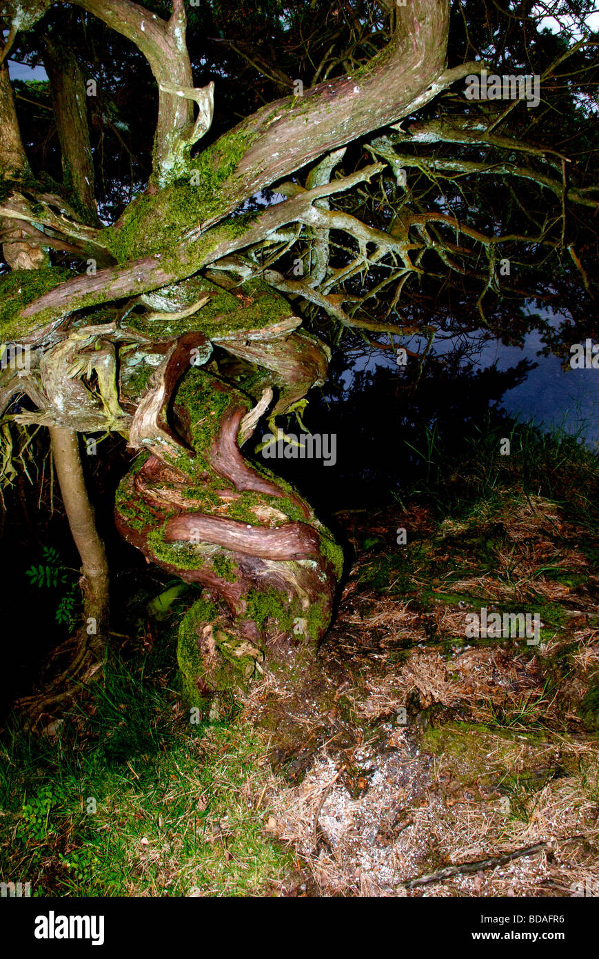 Gnarled tree hi-res stock photography and images - Alamy