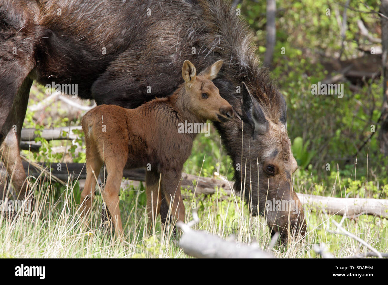 Moose Alces alces young calf rubbing its head against its mother in a ...