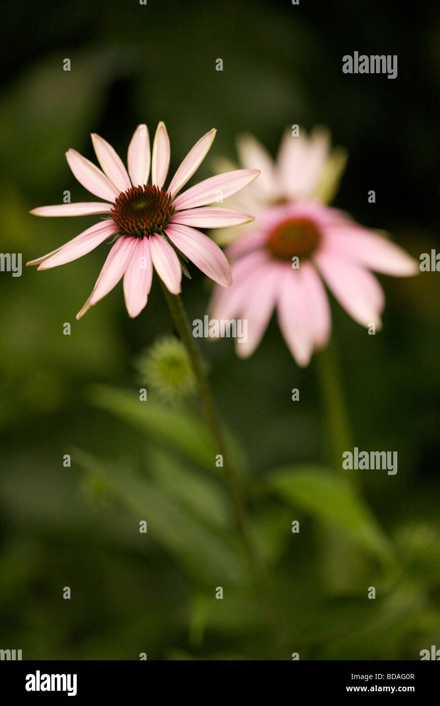 Coneflower echinacea purpurea leaf hi-res stock photography and images ...