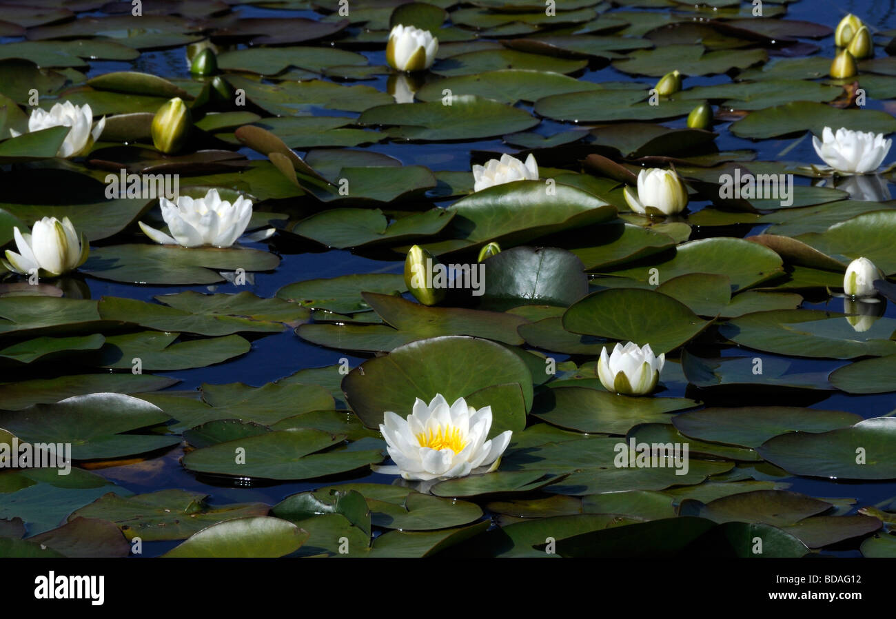 Flowers and leaves of the white water-lily (Nymphaea alba Stock Photo ...