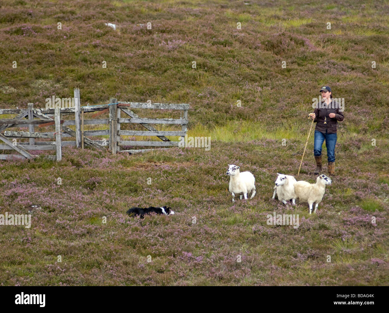 Highland shepherd sheepdog hi-res stock photography and images - Alamy