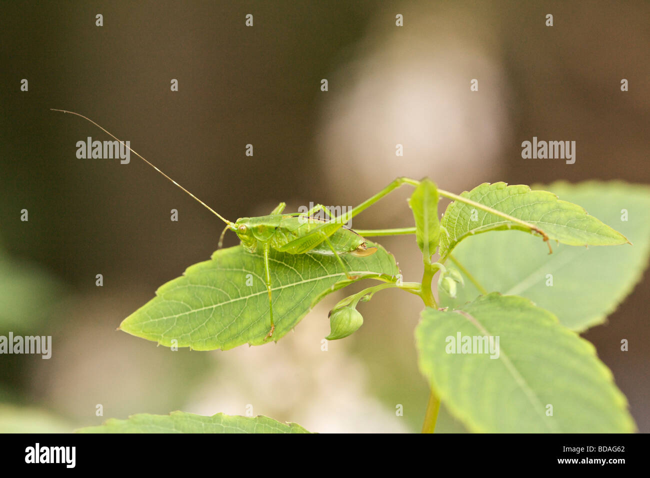 Fork tailed katydid hi-res stock photography and images - Alamy