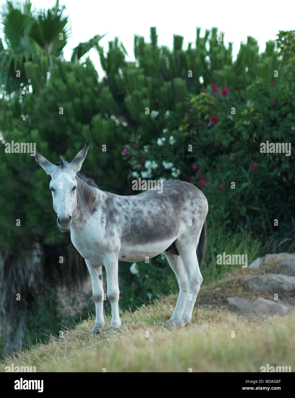 Grey donkey pictured on august hi-res stock photography and images - Alamy