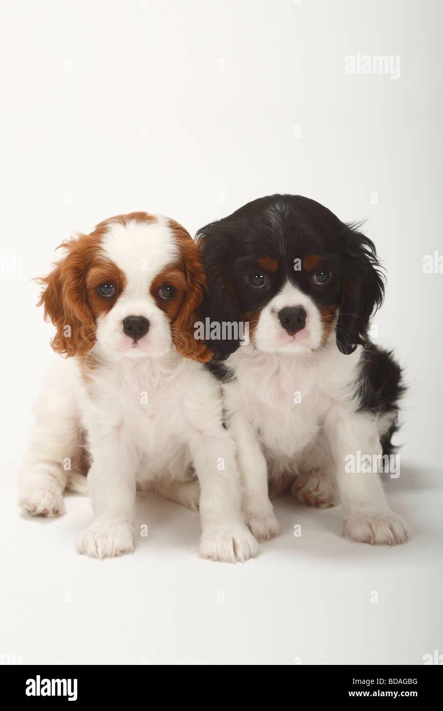 Cuddling puppies hi-res stock photography and images - Alamy
