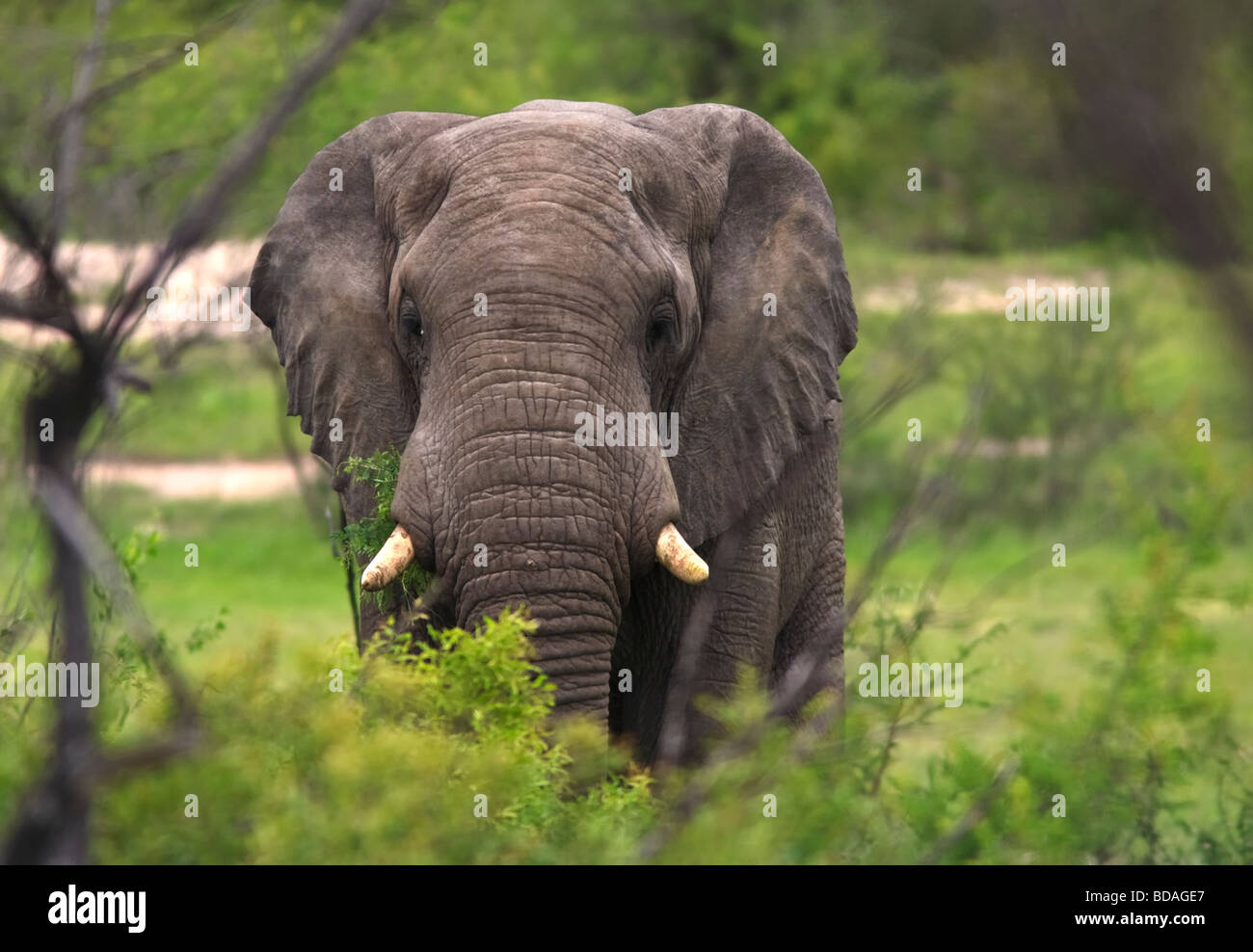 Elephants eating tree hi-res stock photography and images - Alamy