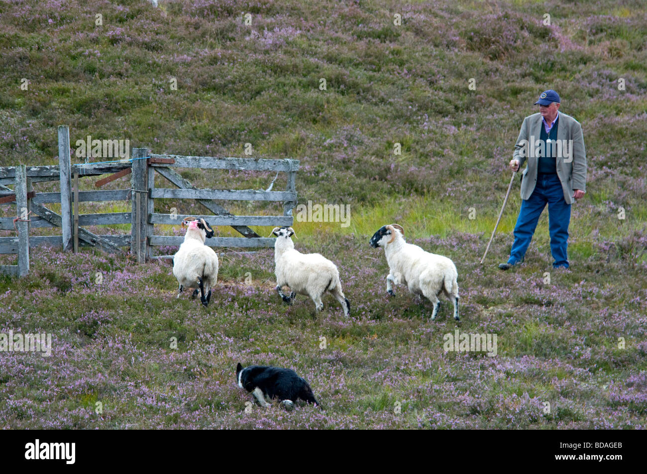 Highland shepherd working his Border Collie Dog at Scottish sheepdog ...