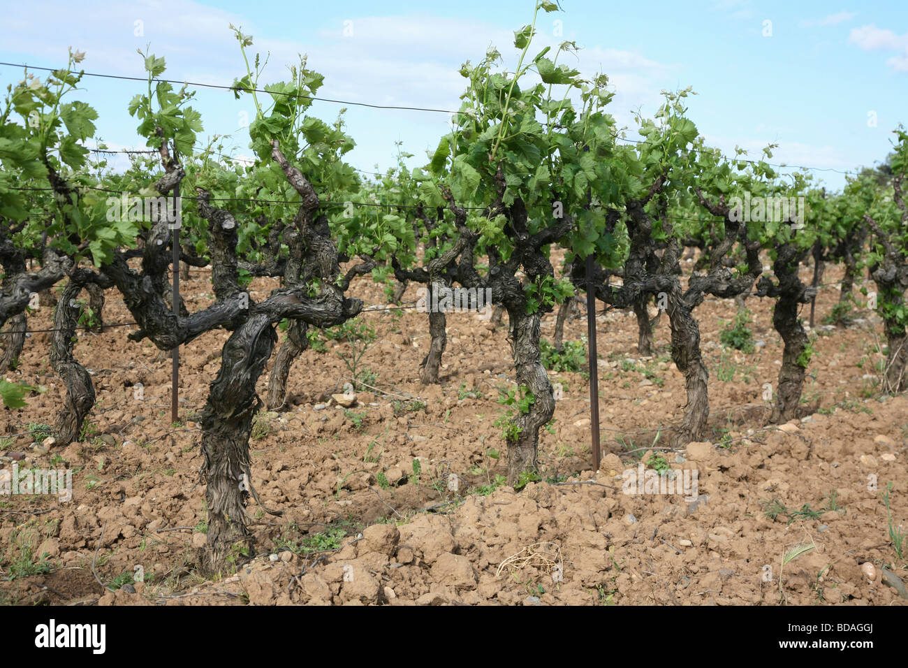 New shoots on grape vines Stock Photo - Alamy