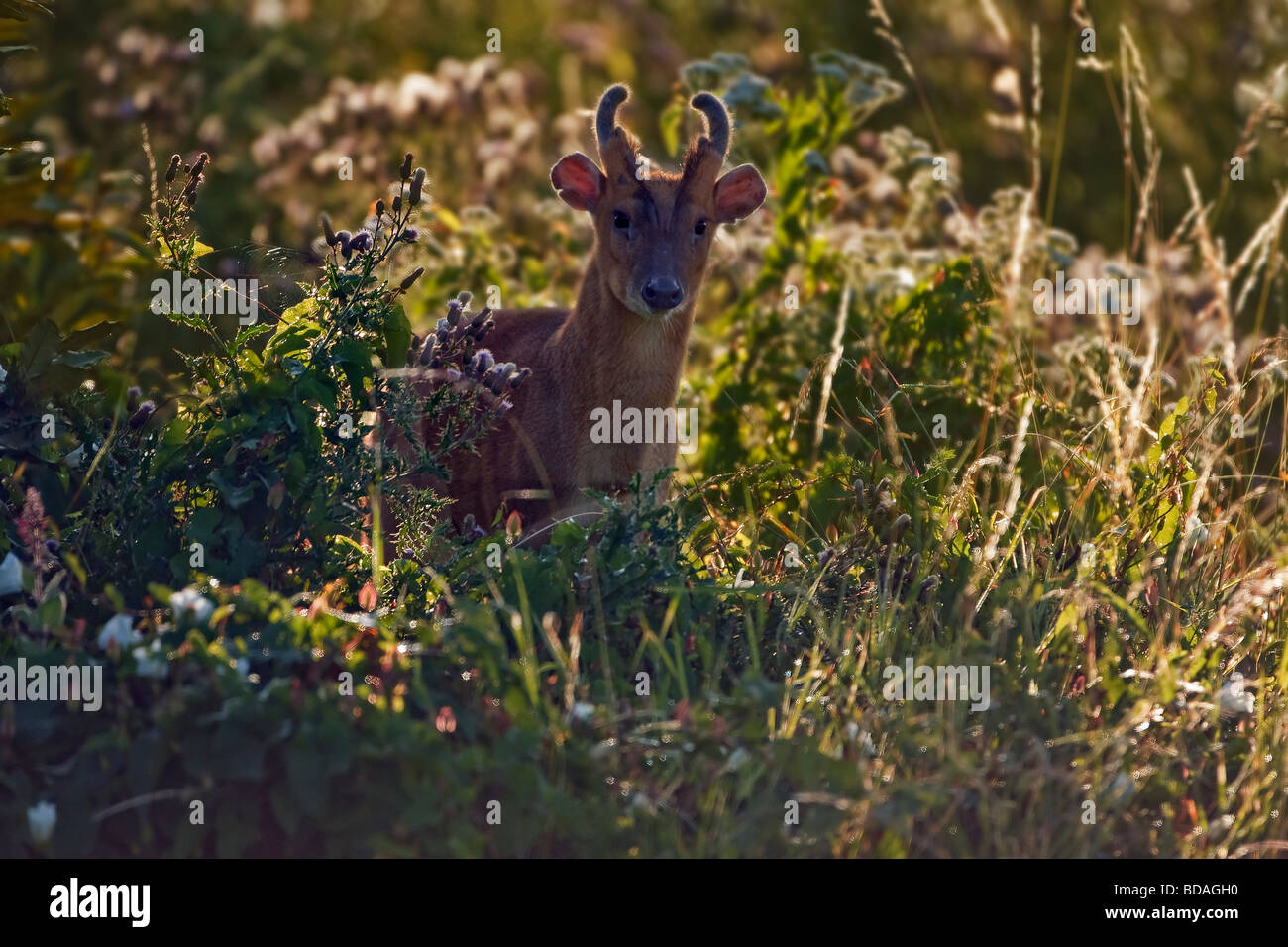 Muntjac deer uk hi-res stock photography and images - Alamy