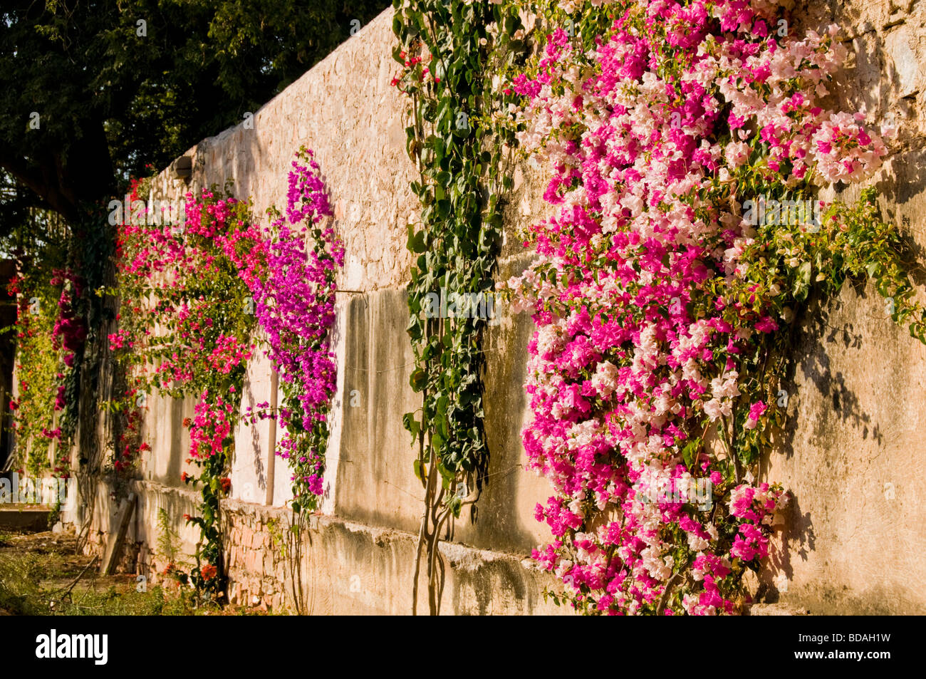 Rose garden of rajasthan hi-res stock photography and images - Alamy