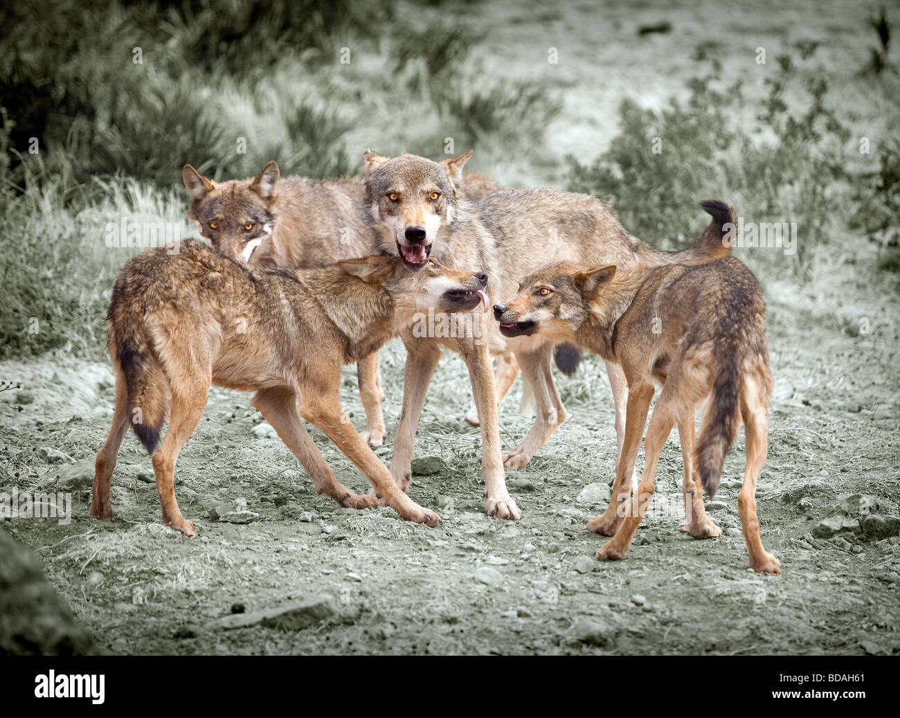 Alpha wolf hi-res stock photography and images - Alamy