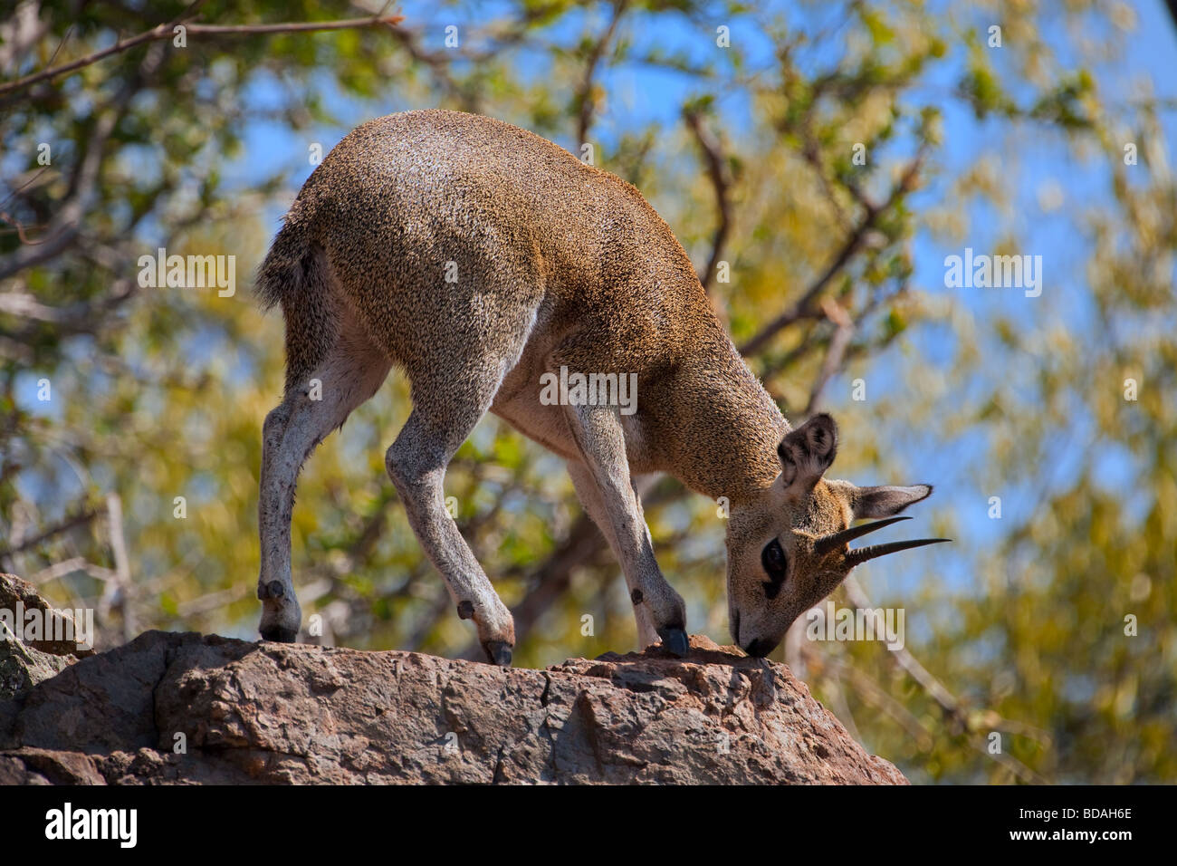 Klipspringer hi-res stock photography and images - Alamy
