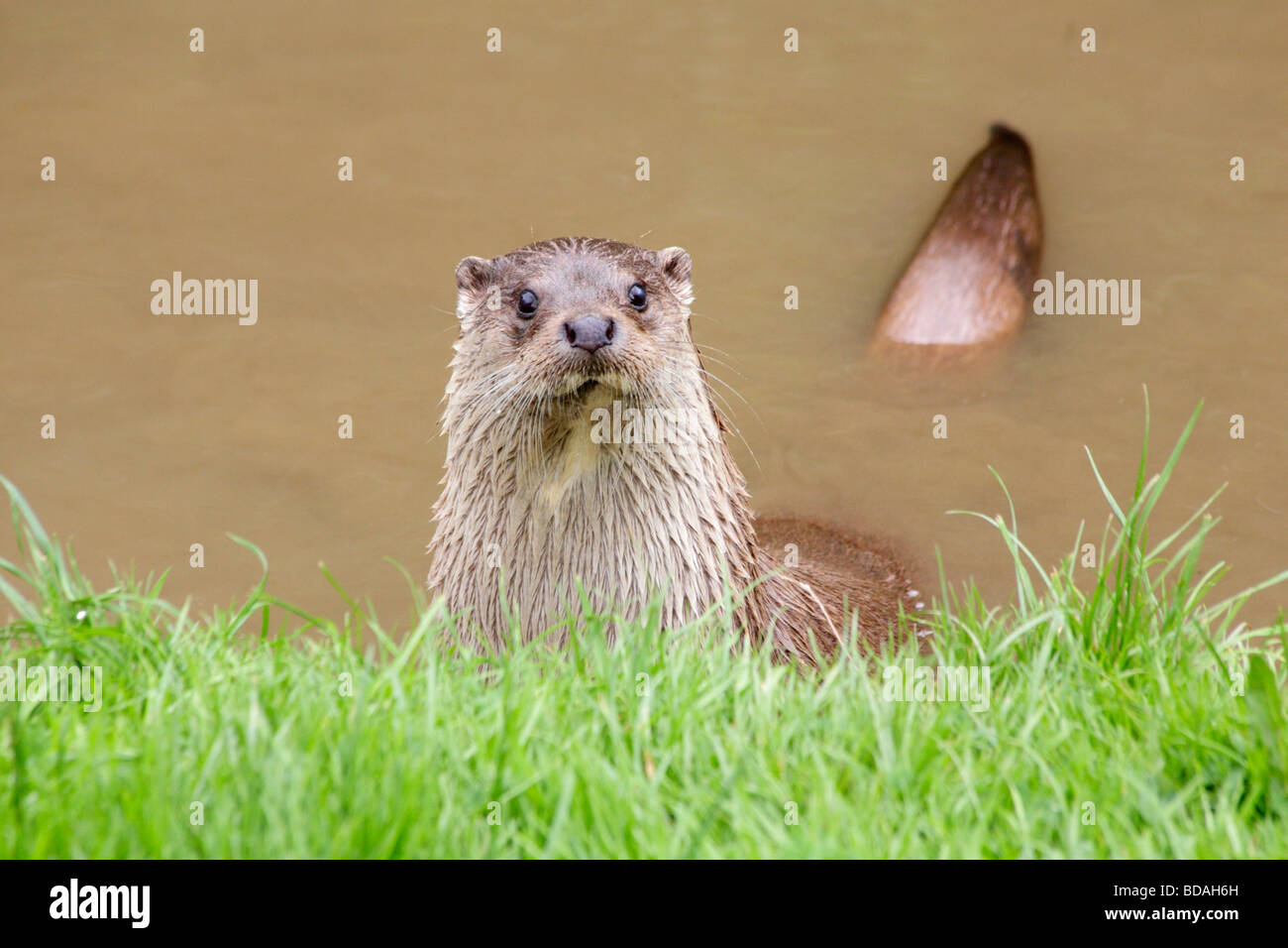Otter tail hi-res stock photography and images - Alamy
