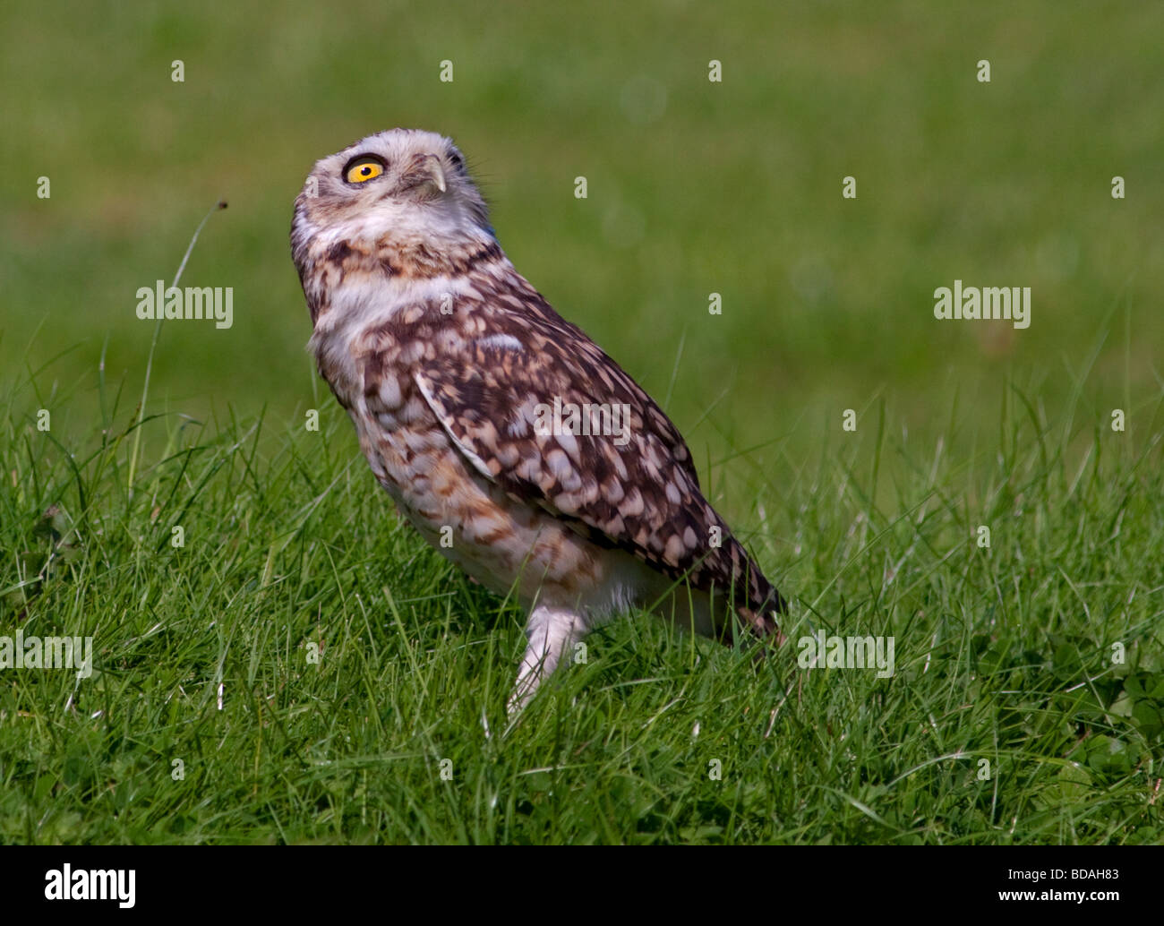 Small burrowing animals hi-res stock photography and images - Alamy