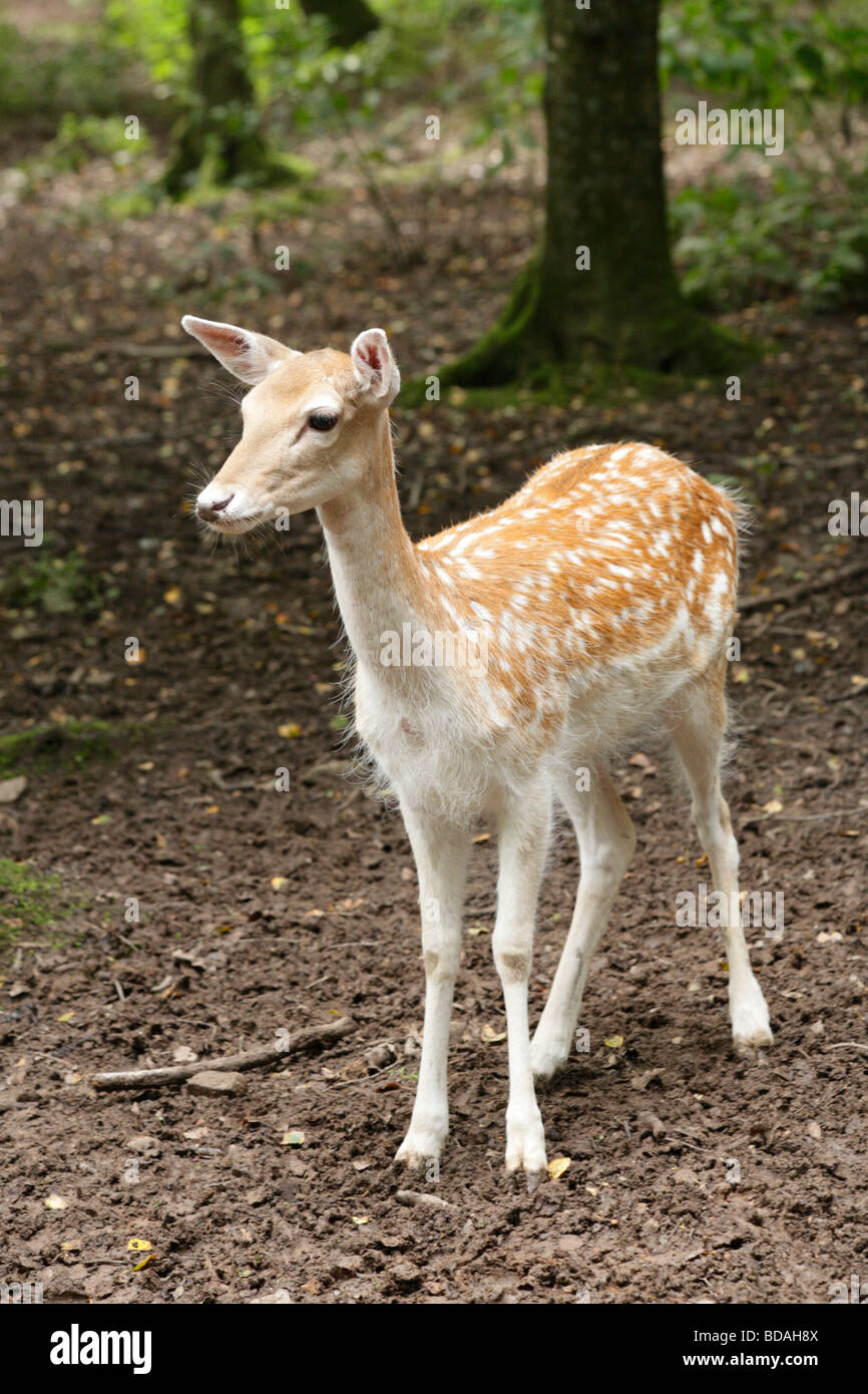 Bright white spotted coat hi-res stock photography and images - Alamy