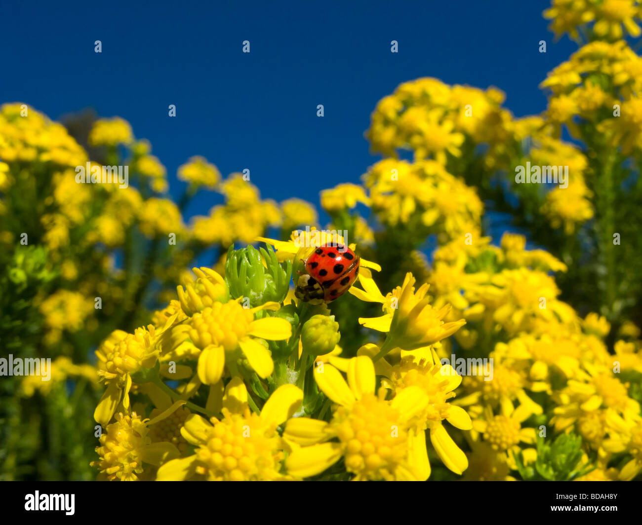 Bug dot bug hi-res stock photography and images - Alamy