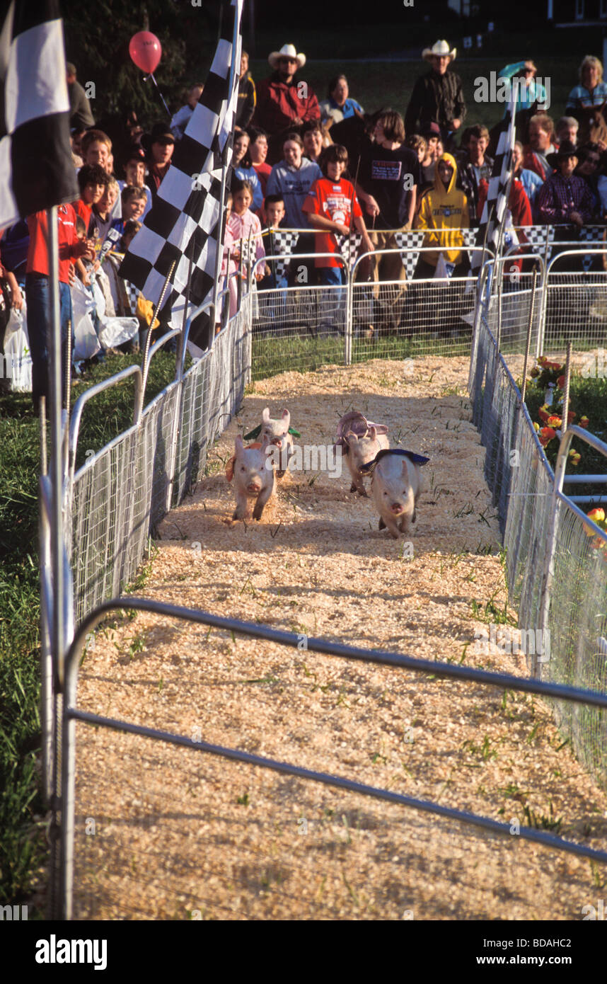 Group of pigs racing at county fair Stock Photo - Alamy