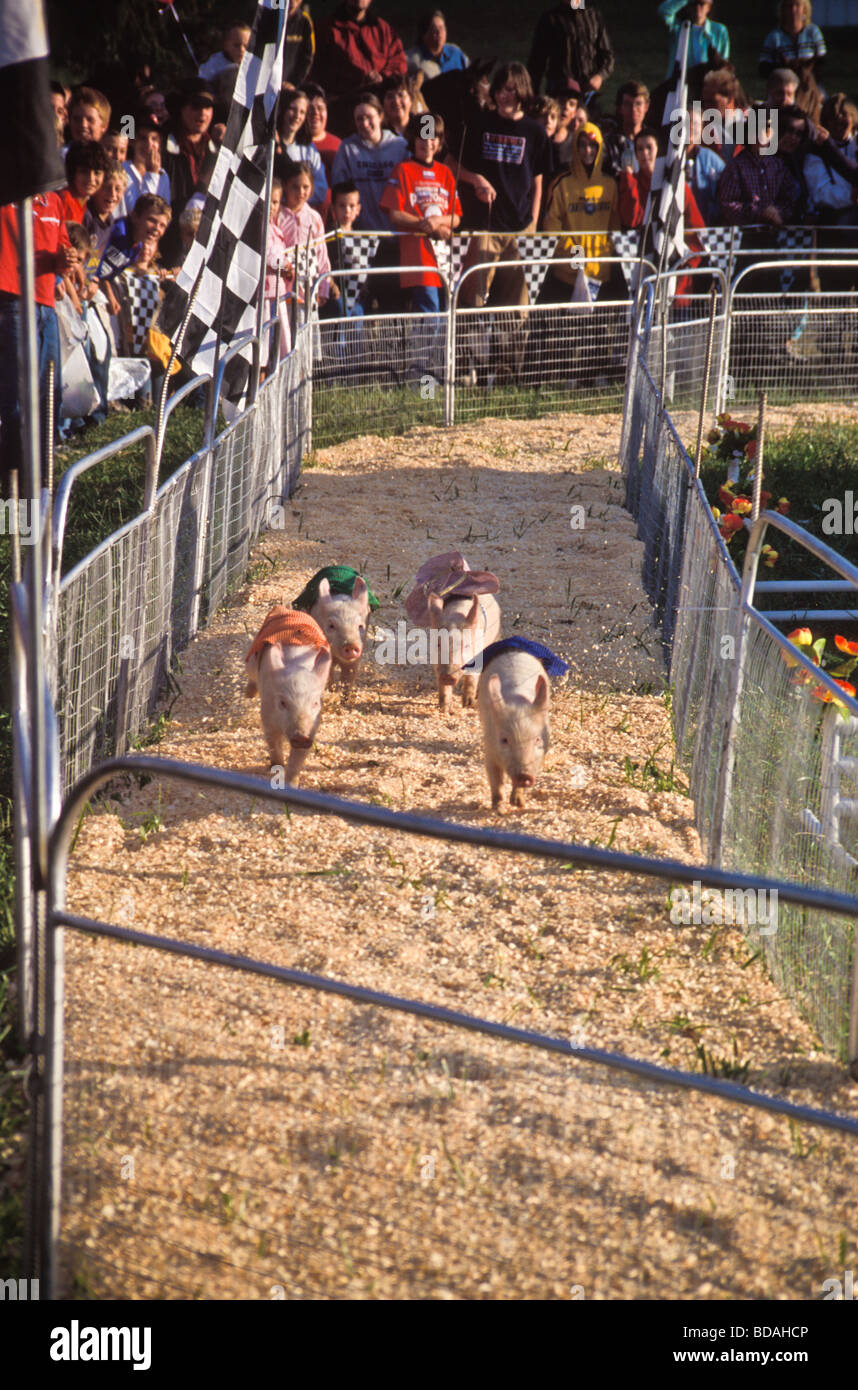 Group of pigs racing at county fair Stock Photo - Alamy