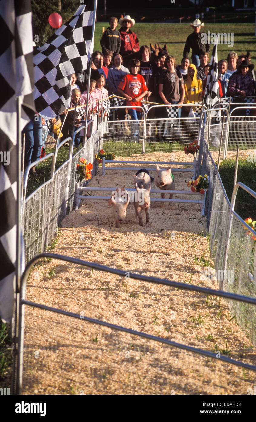 Group of pigs racing at county fair Stock Photo - Alamy