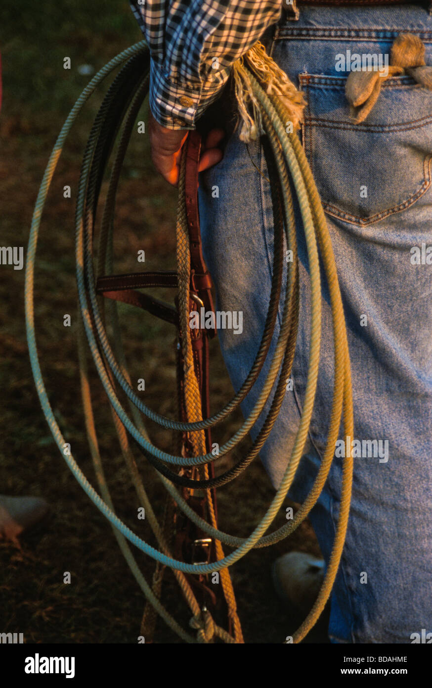 Cowboy lasso cattle herd hi-res stock photography and images - Alamy