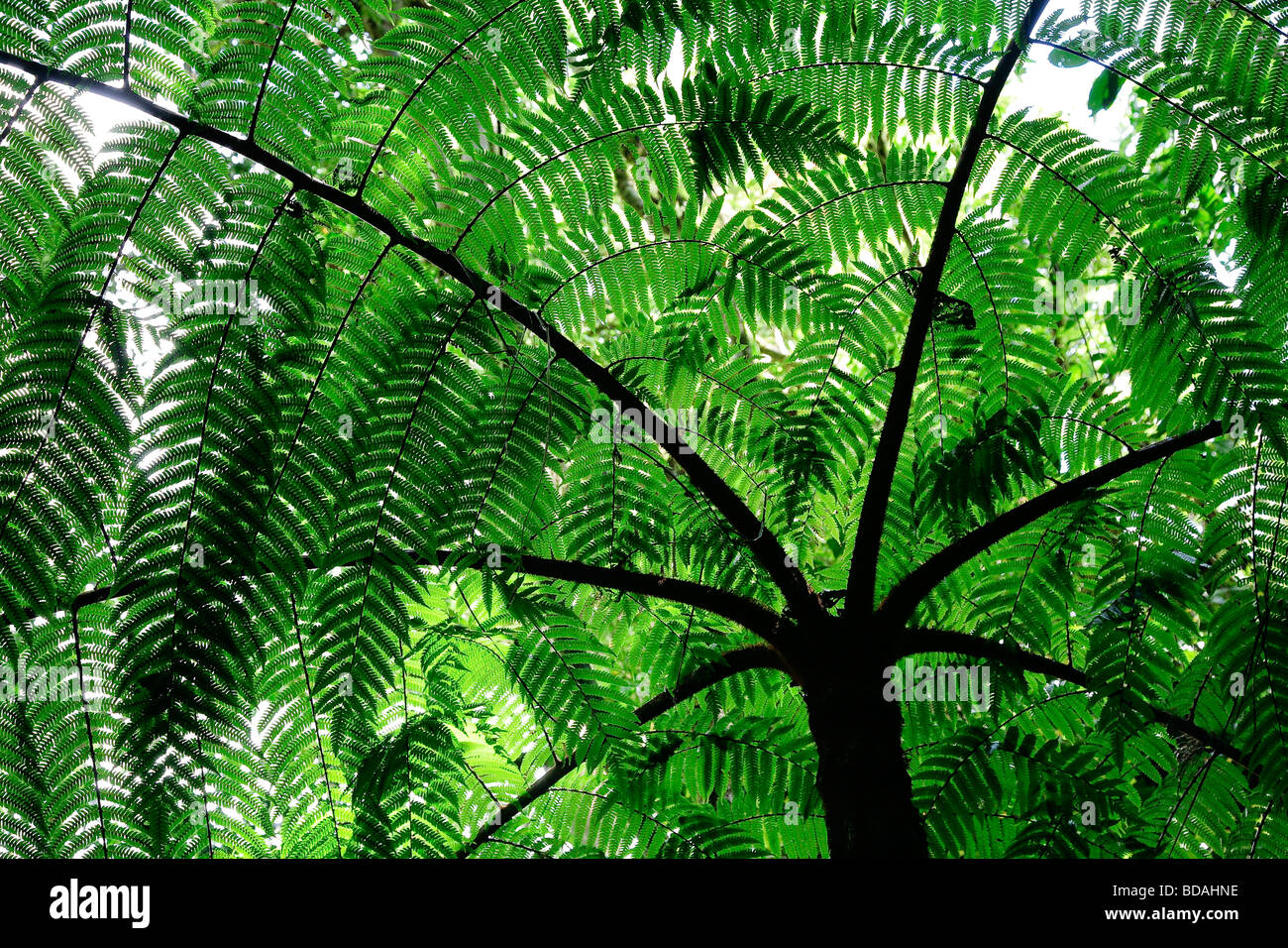 costa rica monteverde national park tropical rain forest central latin ...