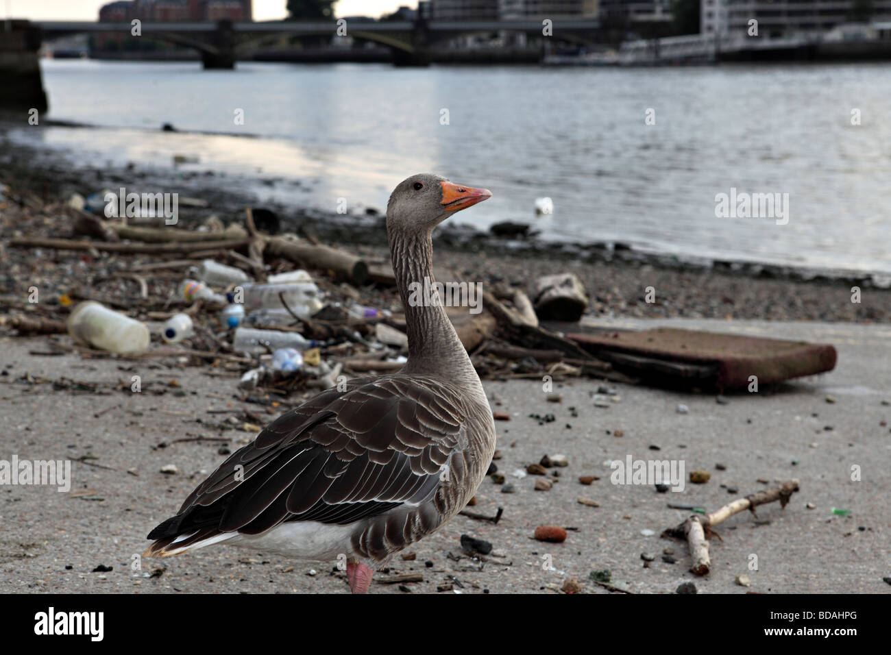 A close up of a duck . The duck glances to the camera before entering ...