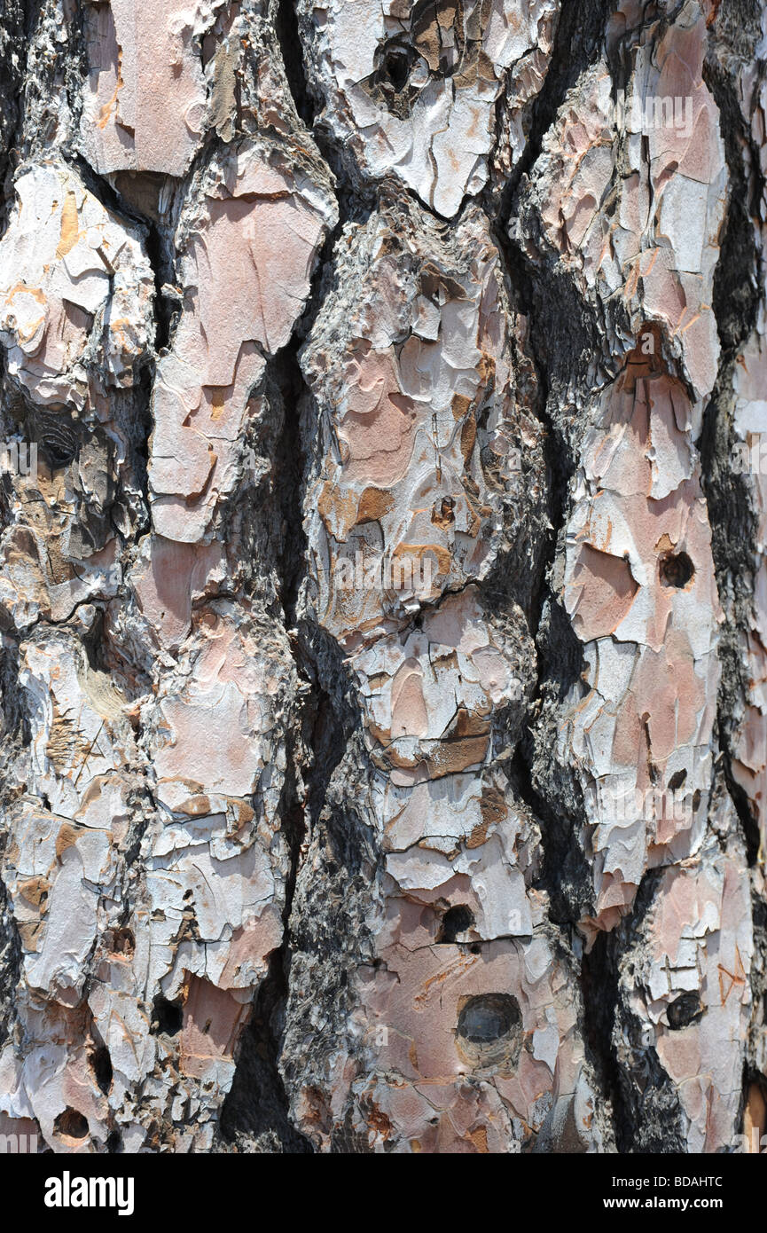 Texture of tree bark Stock Photo - Alamy