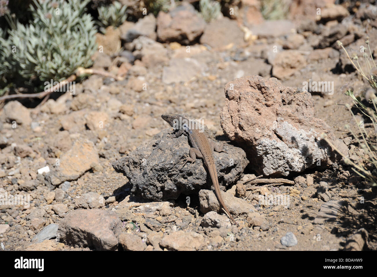 Mount Tiede national park Stock Photo - Alamy