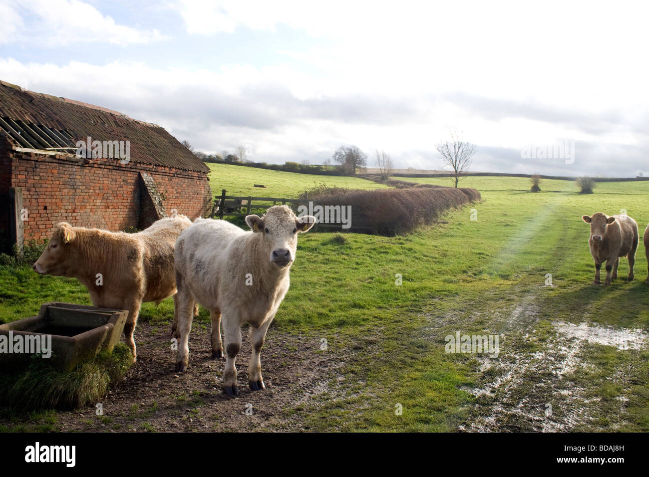 A field of cows near to Loughborough Stock Photo - Alamy