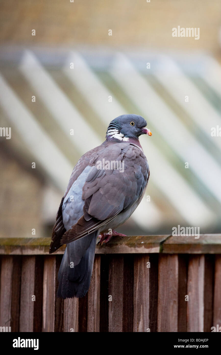 Pigeon stripes hi-res stock photography and images - Alamy
