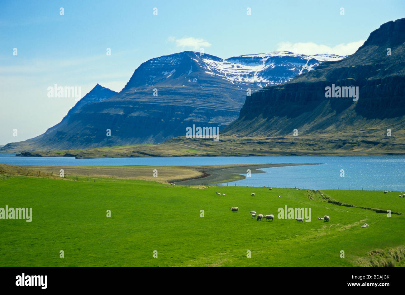 Eastfjords sheep iceland hi-res stock photography and images - Alamy