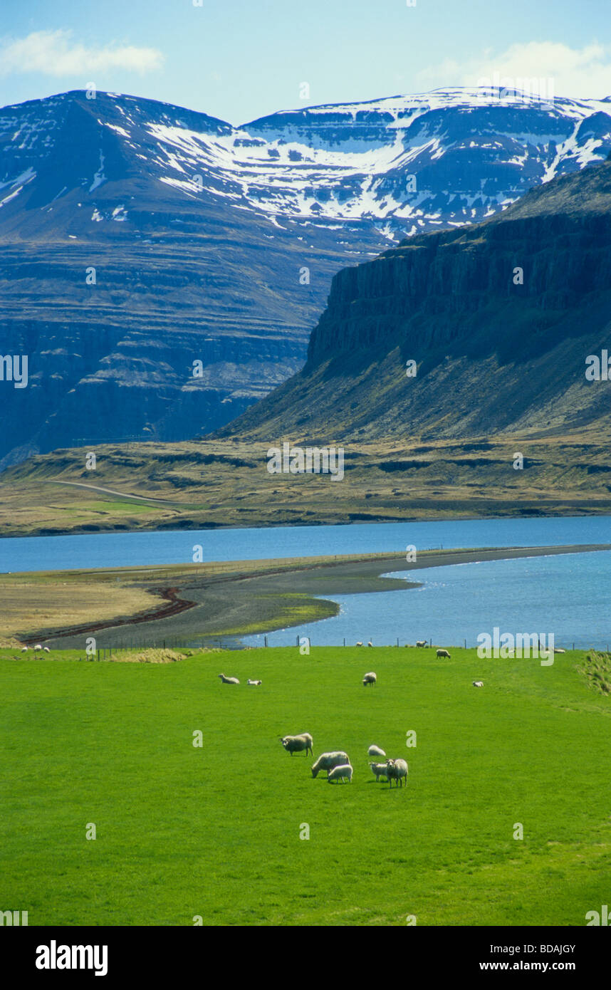 Eastfjords sheep iceland hi-res stock photography and images - Alamy
