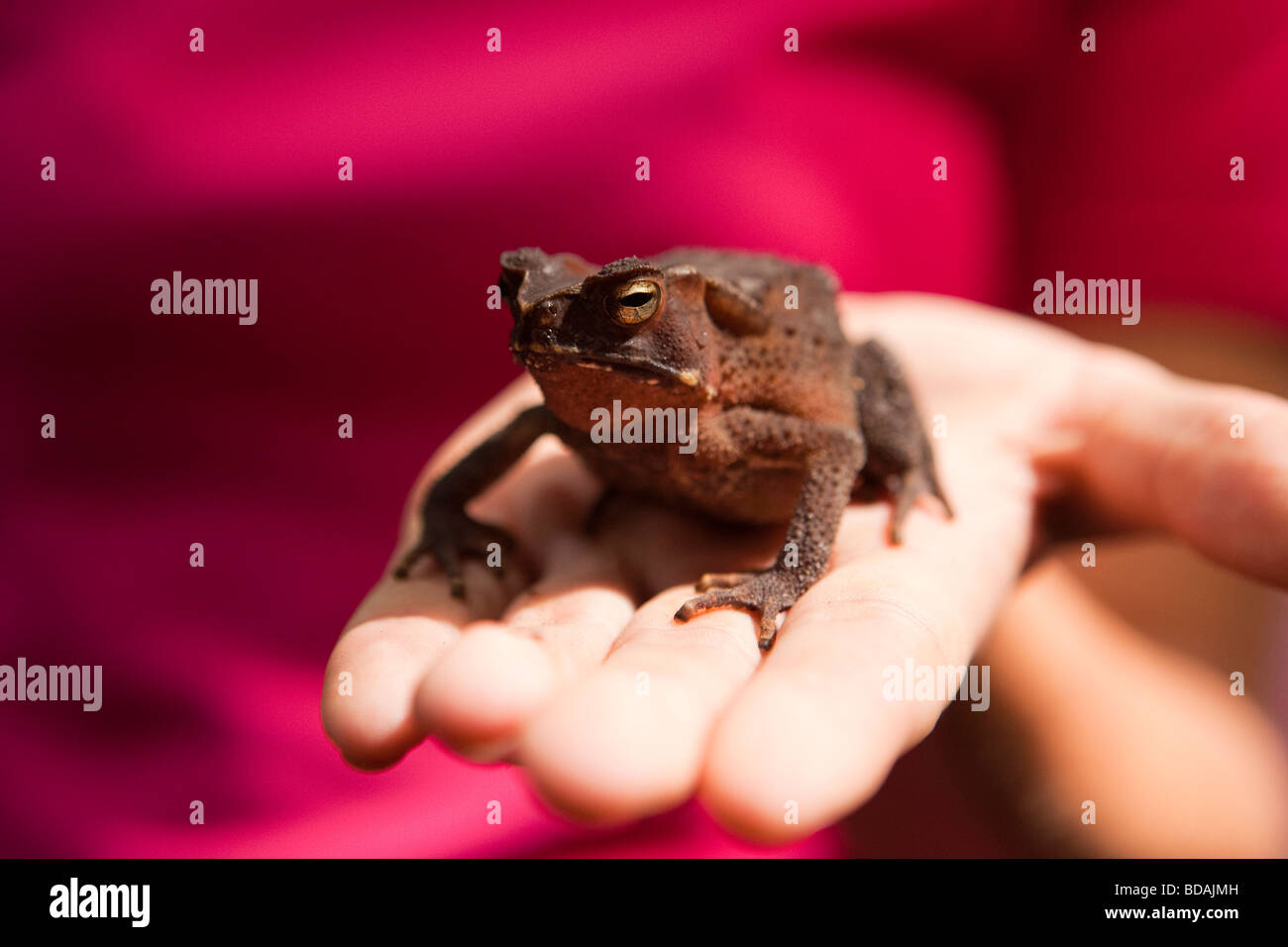 Indonesia Sulawesi Operation Wallacea student holding toad during ...