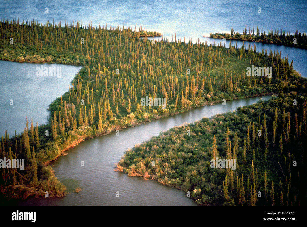 Black Spruce Trees / Boreal Forest growing in Mackenzie River Delta ...