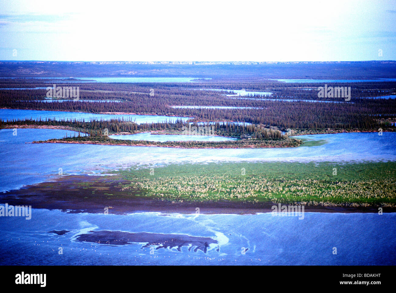 Black Spruce Trees / Boreal Forest growing in Mackenzie River Delta ...