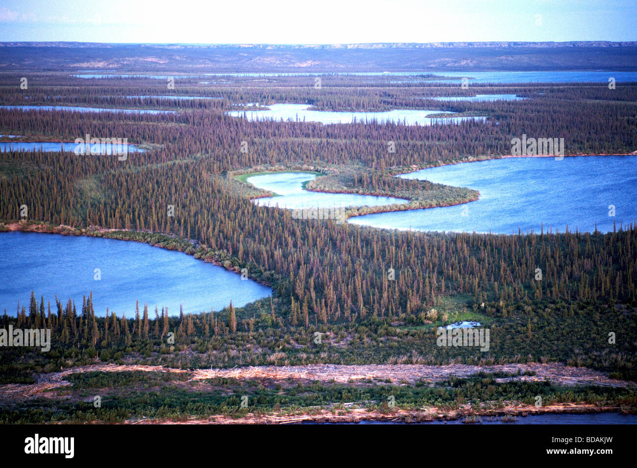 Black Spruce Trees / Boreal Forest growing in Mackenzie River Delta ...
