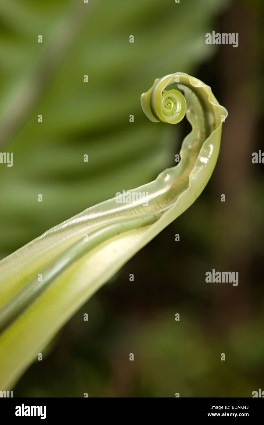Indonesia Sulawesi Buton Island unfurling new shoot of birds nest fern ...