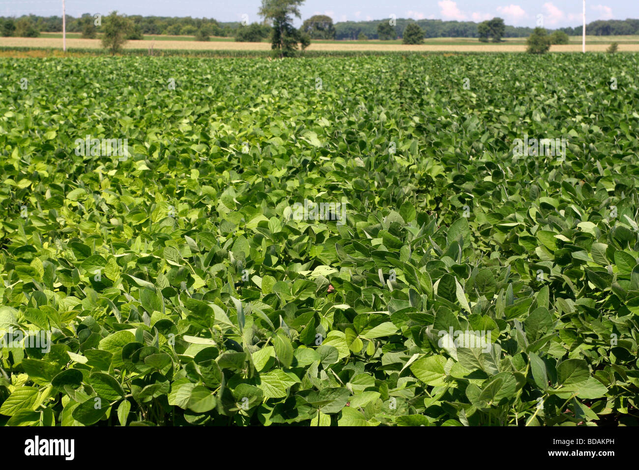 Soyabean field hi-res stock photography and images - Alamy