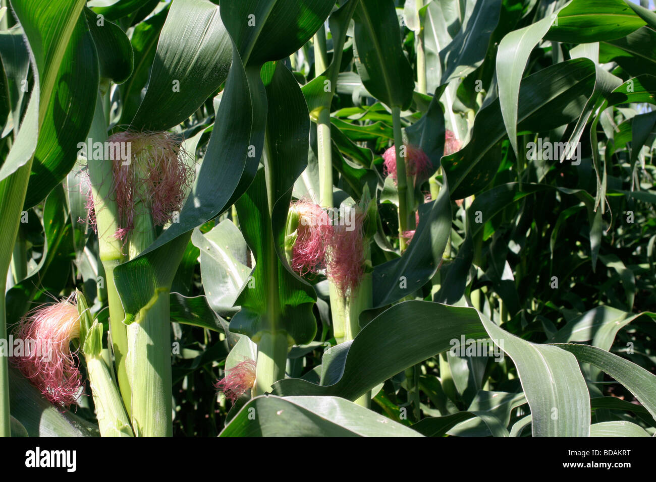 Corn (maize) in silk stage Stock Photo - Alamy