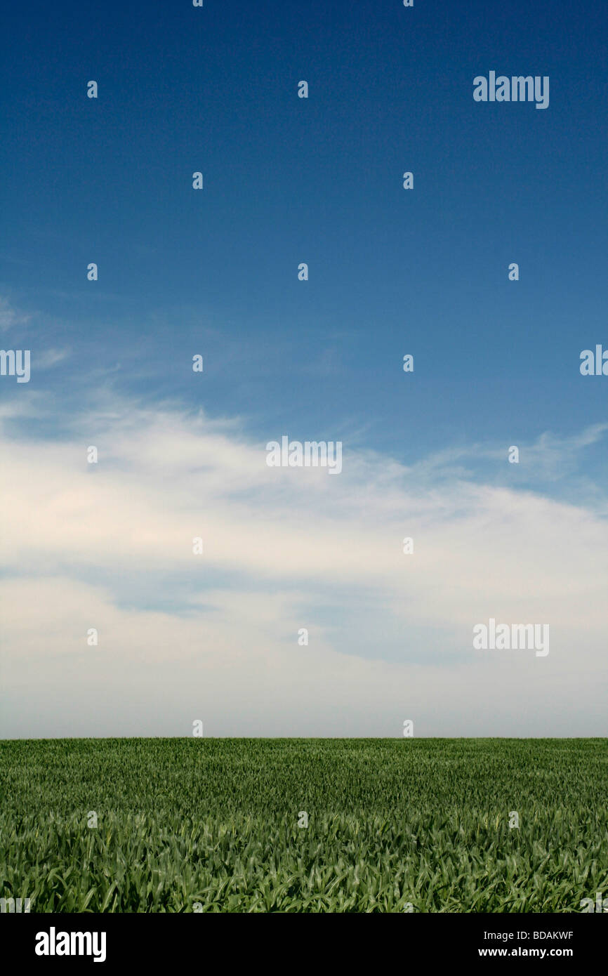 Vast field of grain hi-res stock photography and images - Alamy
