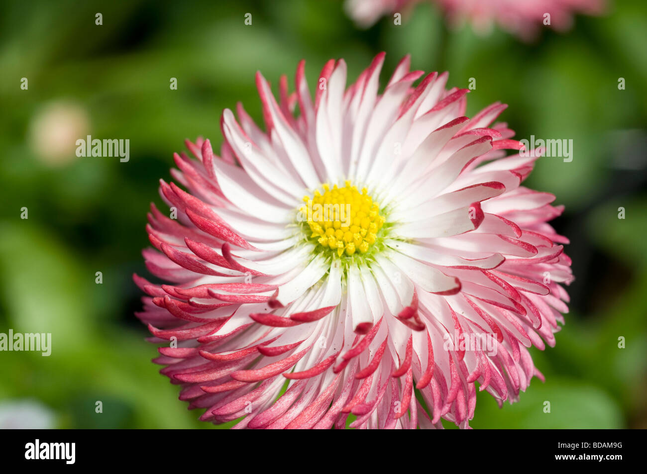 Pink English Daisy flower Stock Photo - Alamy