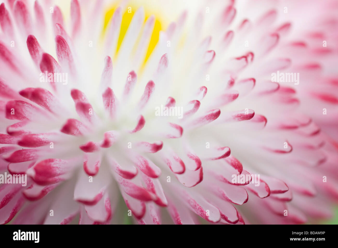 English daisy hi-res stock photography and images - Alamy