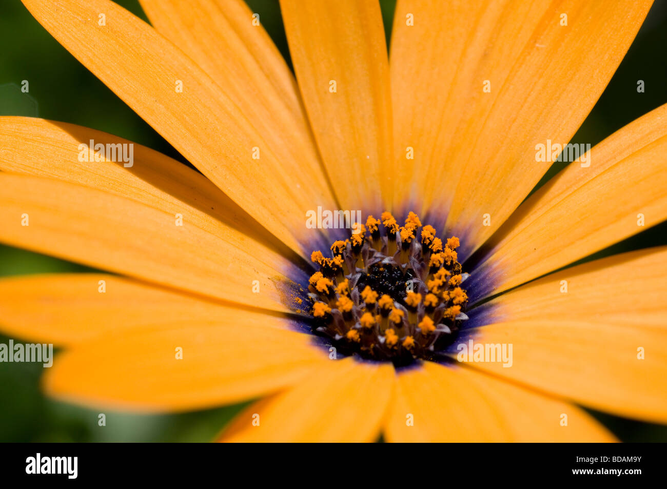 Orange osteopermum hi-res stock photography and images - Alamy