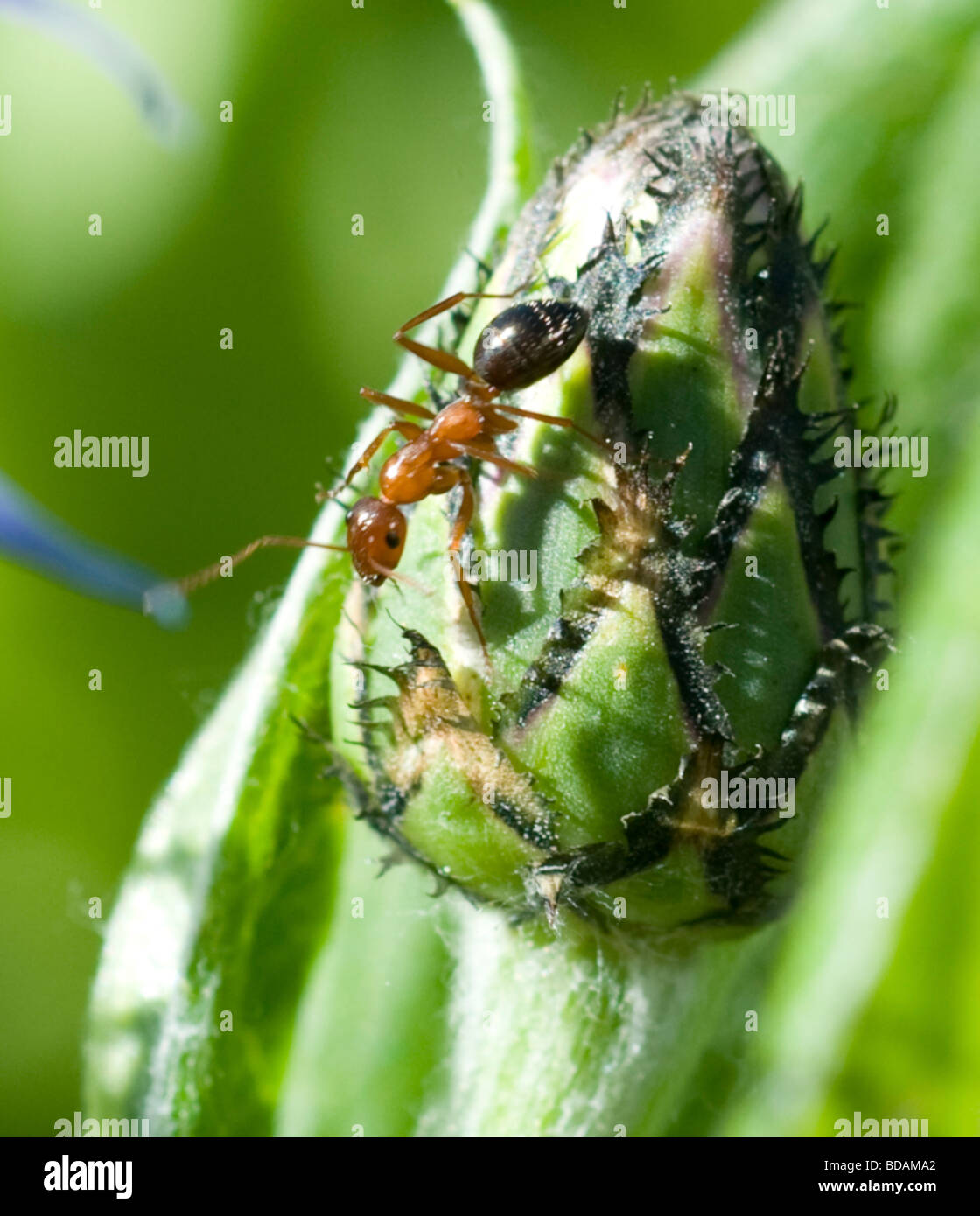 Ant on bud of Peony flower Stock Photo - Alamy