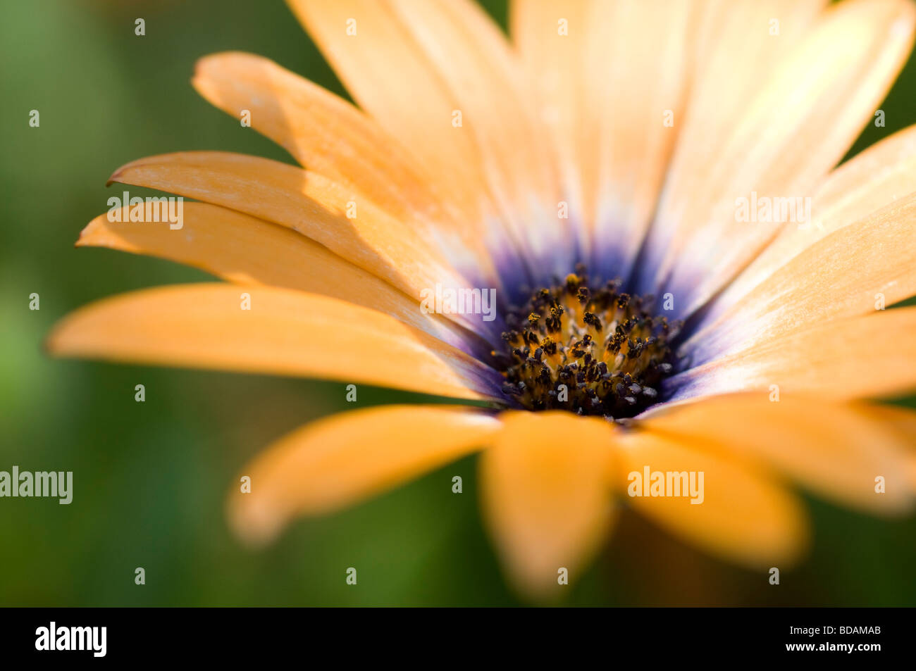 Osteopermum flowers hi-res stock photography and images - Alamy