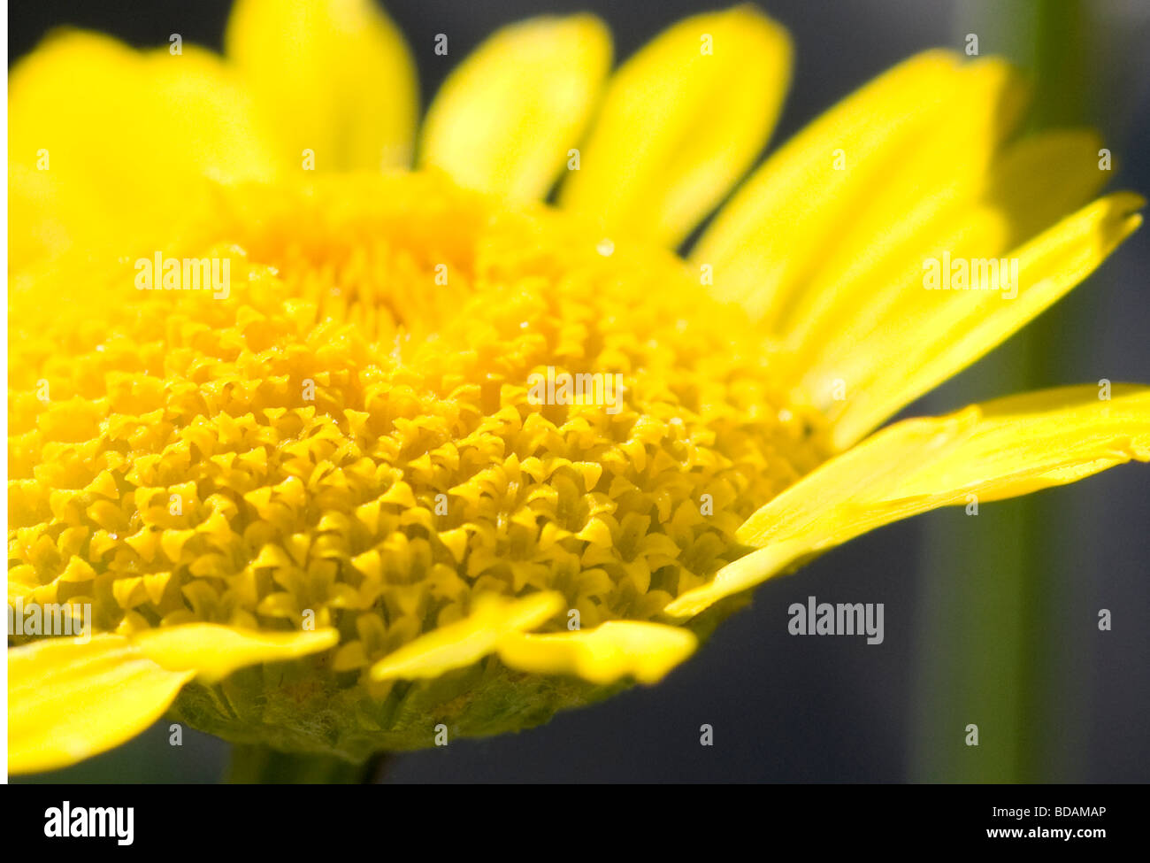 Yellow Margurite Daisy flower Stock Photo - Alamy