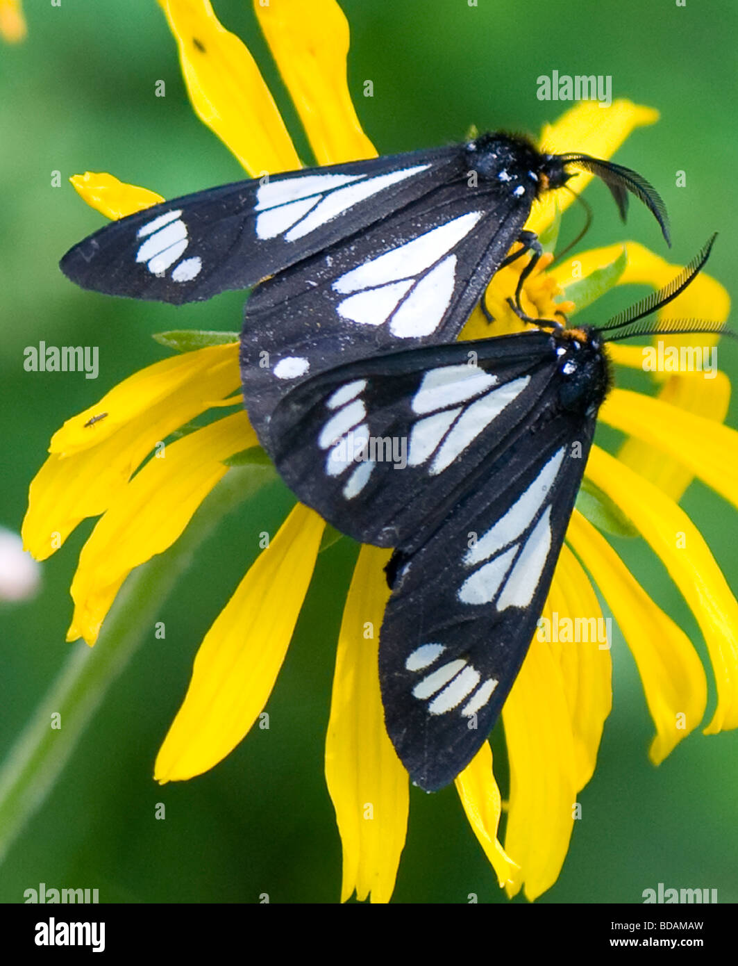 Police Car Moth on Dasiy flower Stock Photo - Alamy