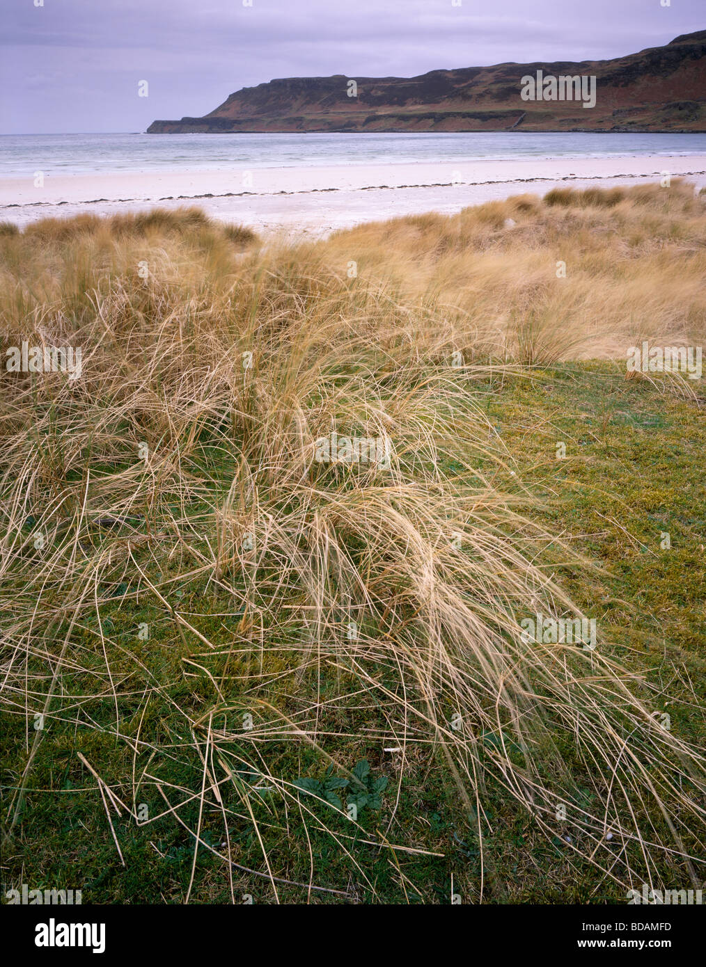 Dune grasses, Calgary Bay, Isle of Mull, Argyll, Scotland, UK Stock ...