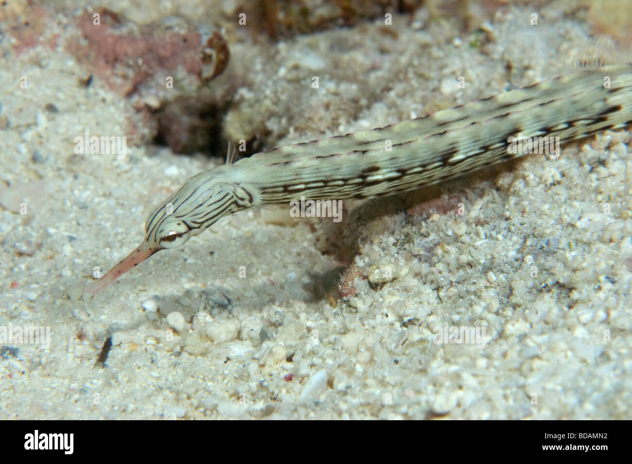 A Network Pipefish on a shallow reef in Yap Stock Photo - Alamy
